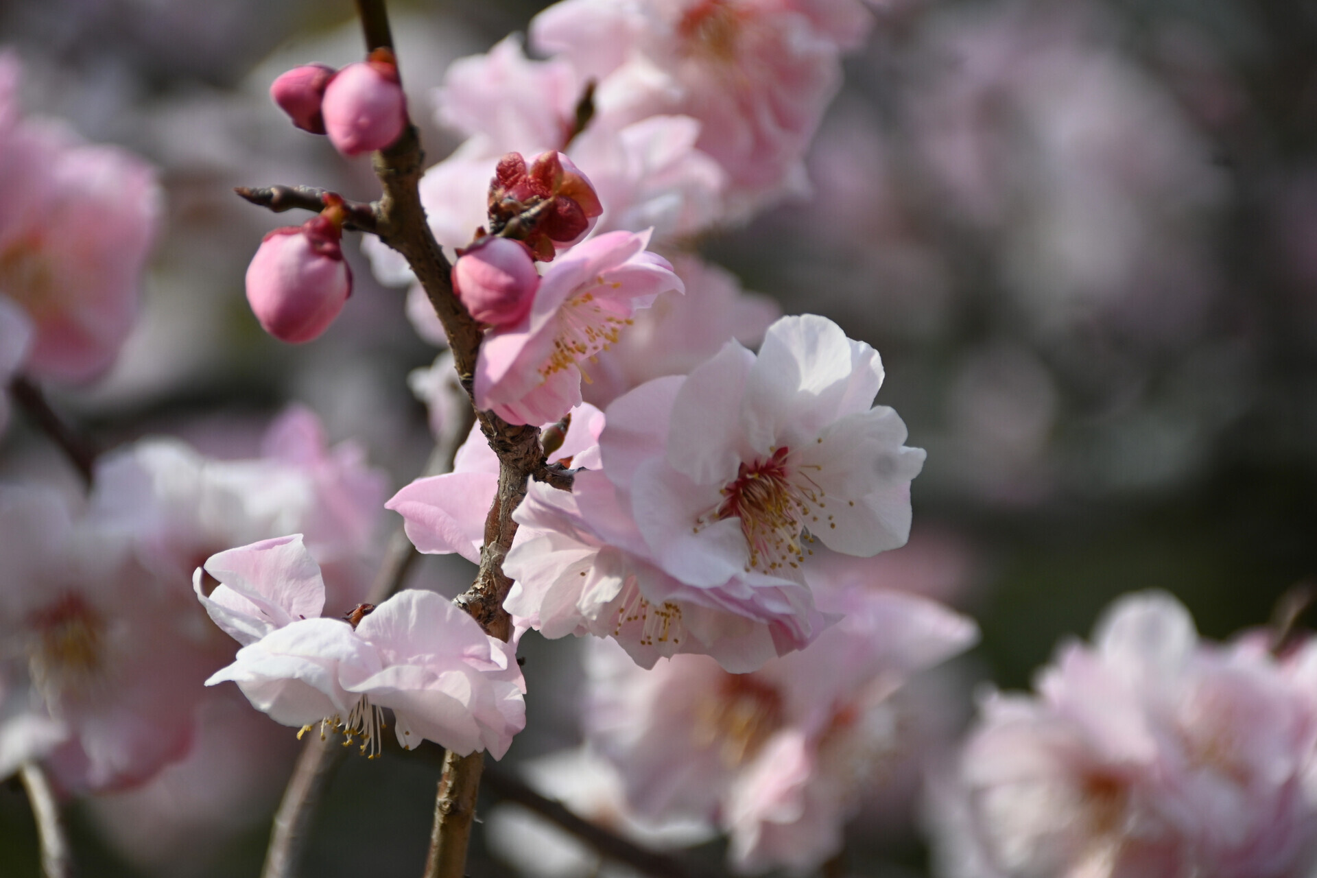 春の京都 2025 【長岡天満宮編】: 浮き草日記