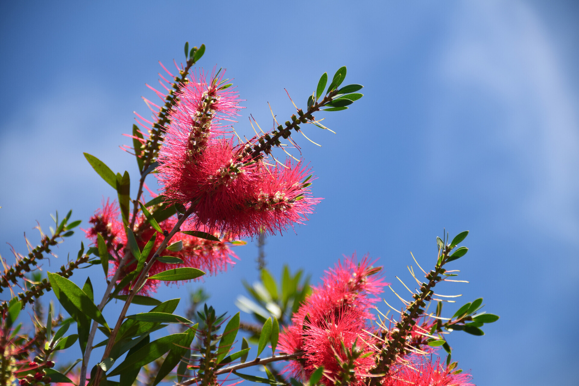 浜名湖花博2024（浜名湖ガーデンパーク）: 浮き草日記